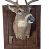 Handmade Taxidermy Backpack Mount Frame, Back Pack Mount, Pack Mount ...