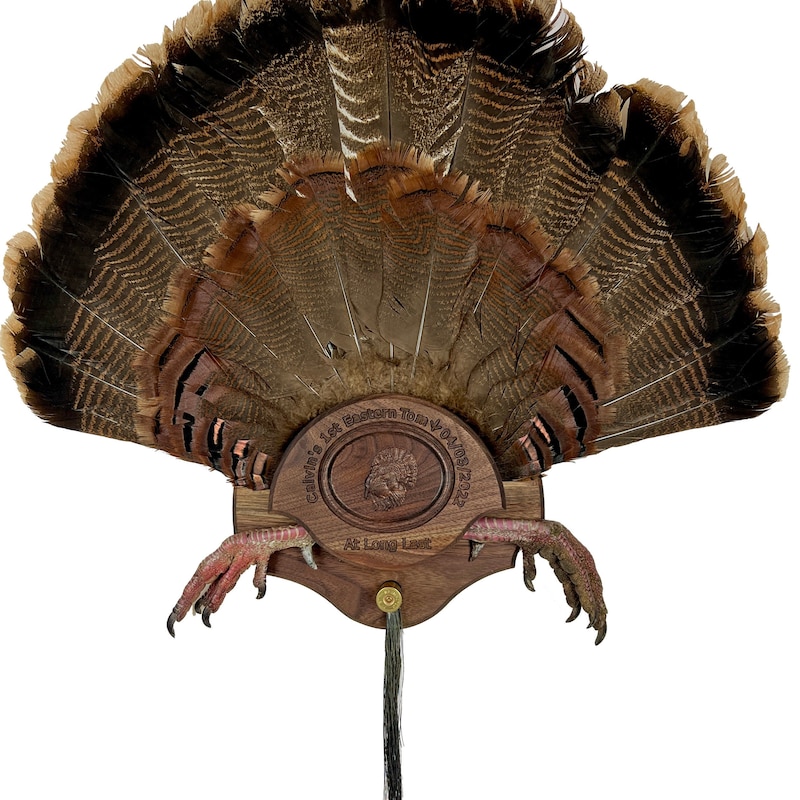 Turkey Tail Feather Fans - Etsy