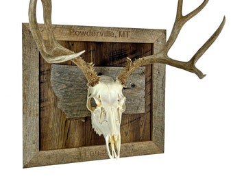 Customizable European Deer Skull Mount Plaque Torched Black Flag Design ...