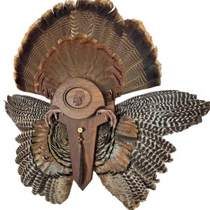 Personalized Turkey Tail Display for Beard, Spurs, Wings, Shotgun Shell ...