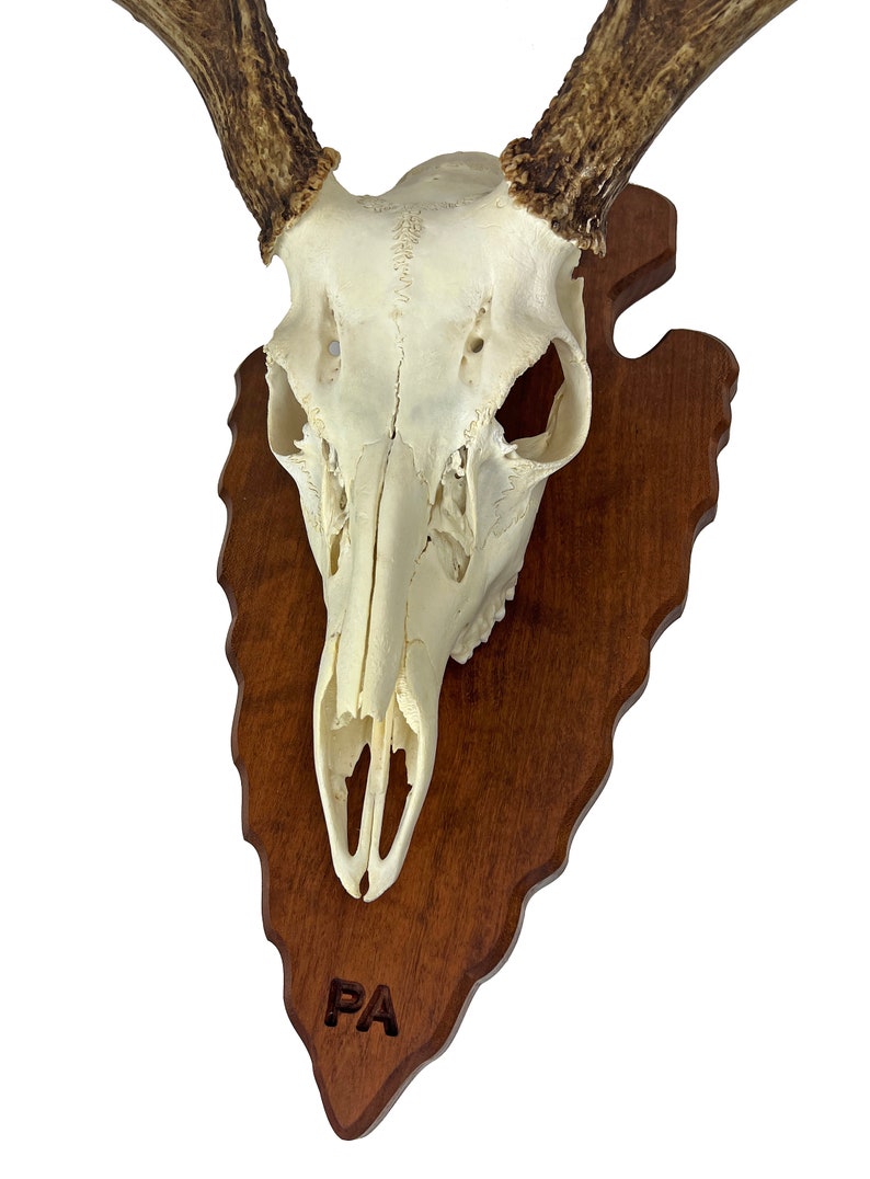 Personalized Arrowhead Deer Skull Mount: European Display Plaque - Etsy
