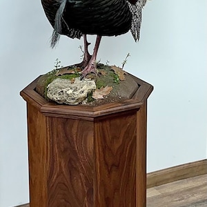 Custom Octagon Taxidermy Deer or Turkey Barnwood or Walnut Pedestals ...