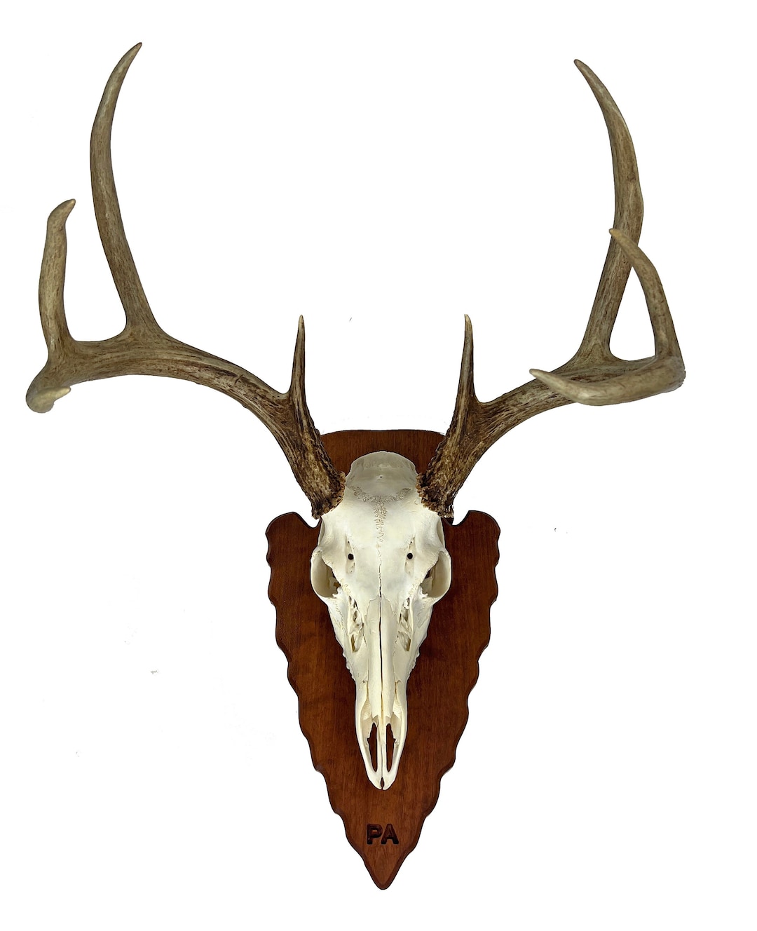 Personalized Arrowhead Deer Skull Mount: European Display Plaque - Etsy