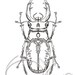 MACHINE EMBROIDERY DESIGN - Bug, Bettle, Dor - Etsy