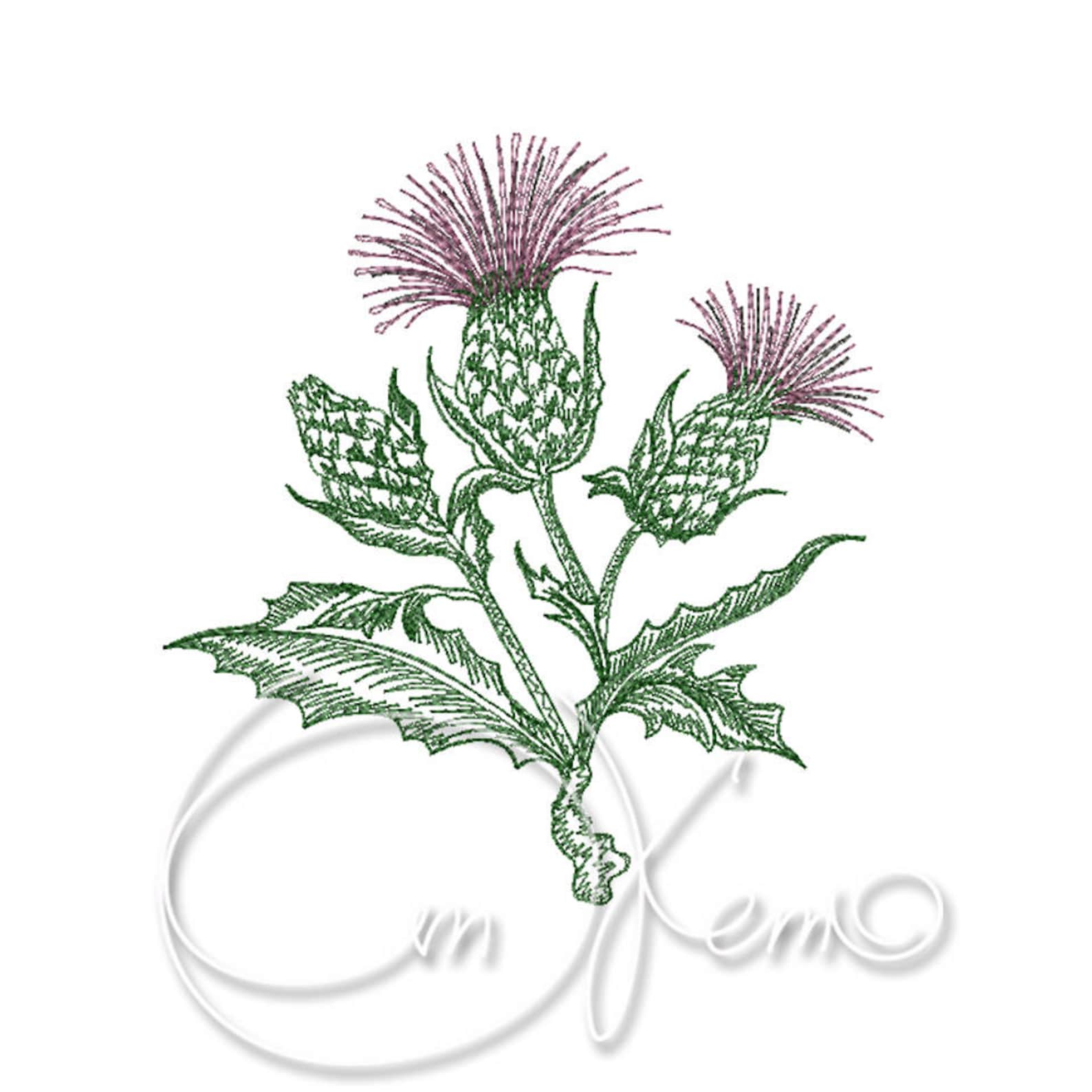 Machine Embroidery Design Thistle Digitized PES Instant - Etsy