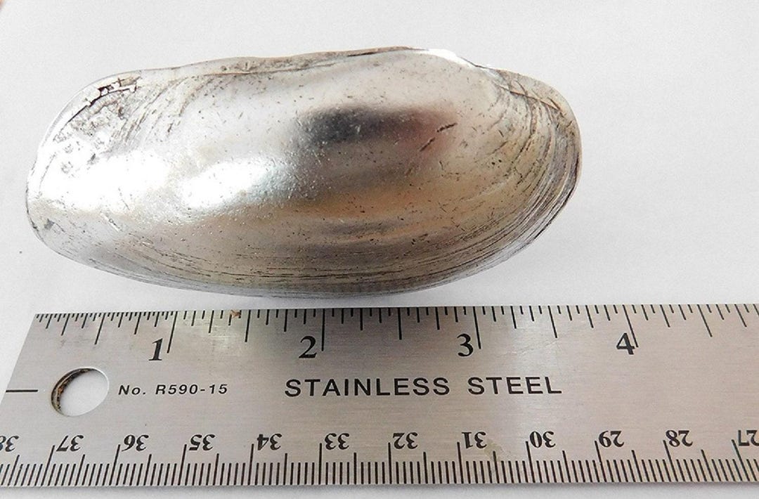 Clam Shell Cabinet Knob, Coastal Drawer Pull, Beach Decor Handle ...