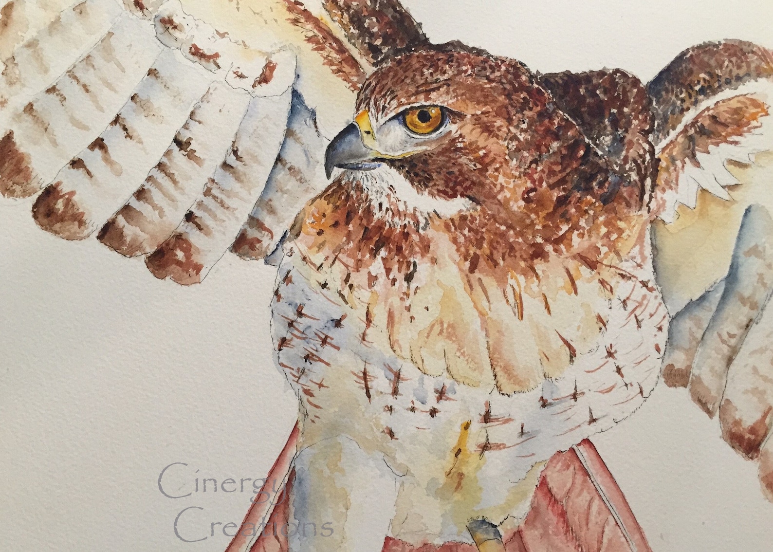 Art Print of Original Watercolor Painting ~ Red Tailed Hawk Watercolor ...