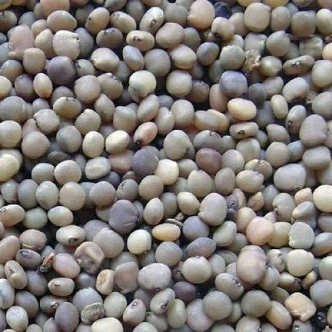 Guar Gum Seed >> > Cyamopsis Tetragonoloba >> 60 GRAMS - Etsy