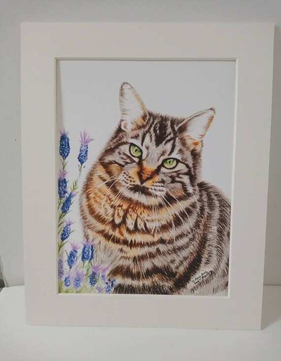 Lavender Colored Cat