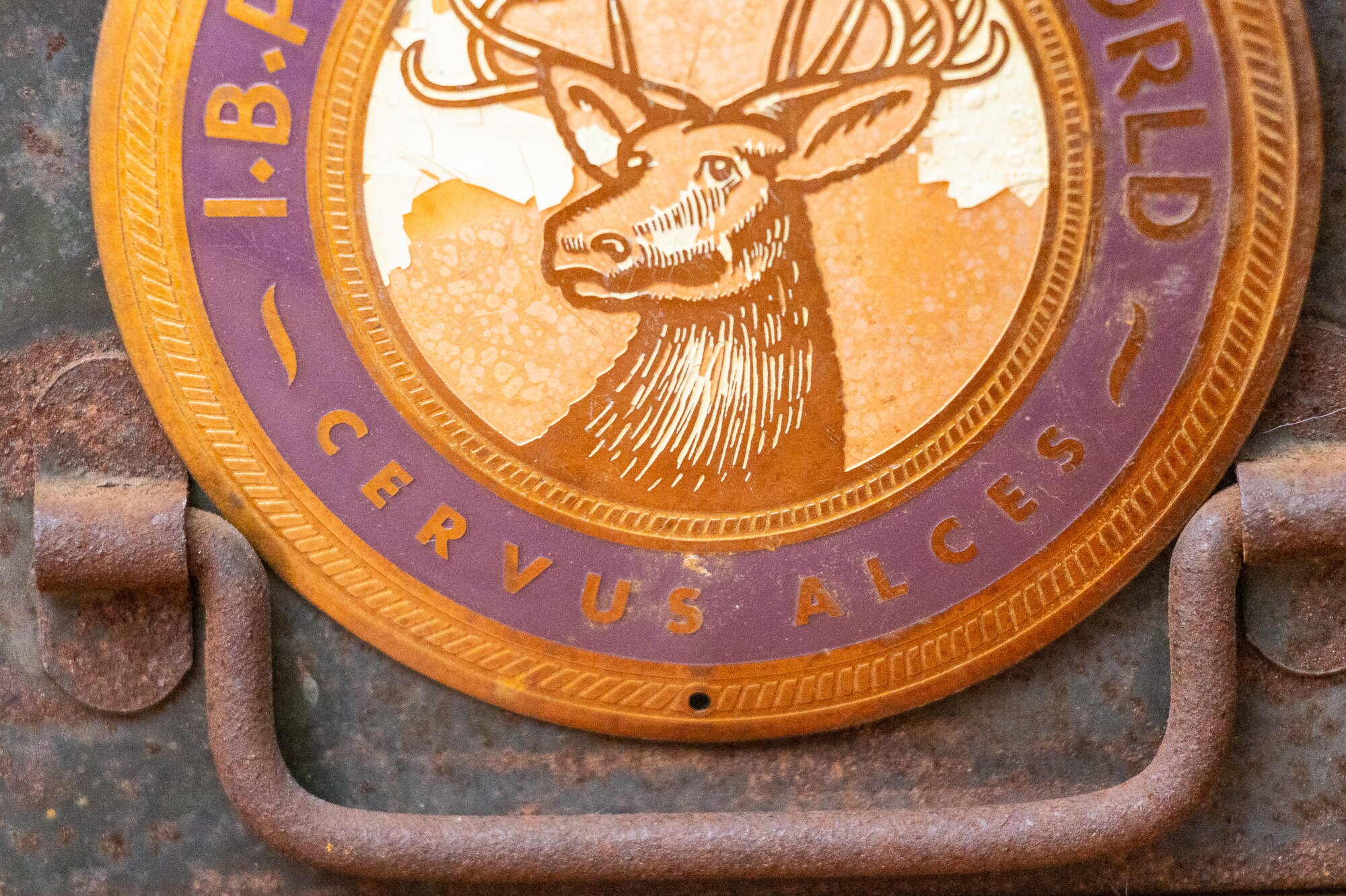 IBPOE Elks Badge Vintage Fraternal Order Radiator Emblem | Etsy