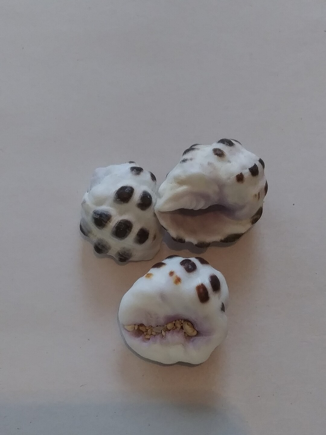 3 Spotted Sea Shells - Etsy