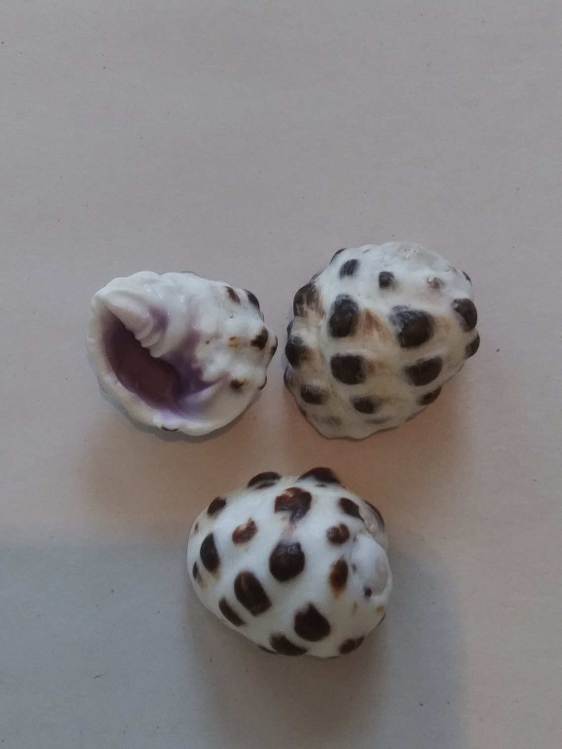 3 Spotted Sea Shells - Etsy
