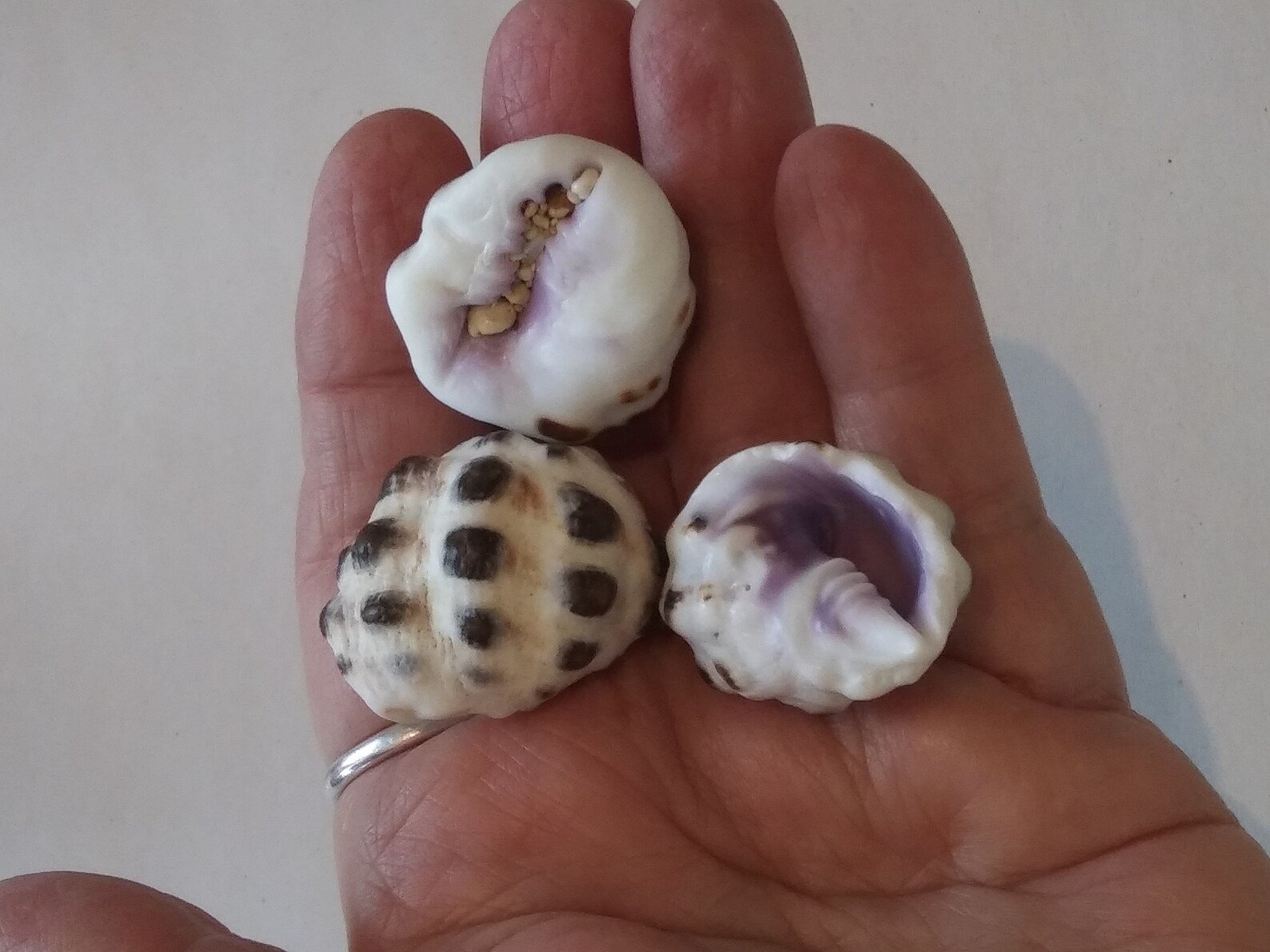 3 Spotted Sea Shells - Etsy