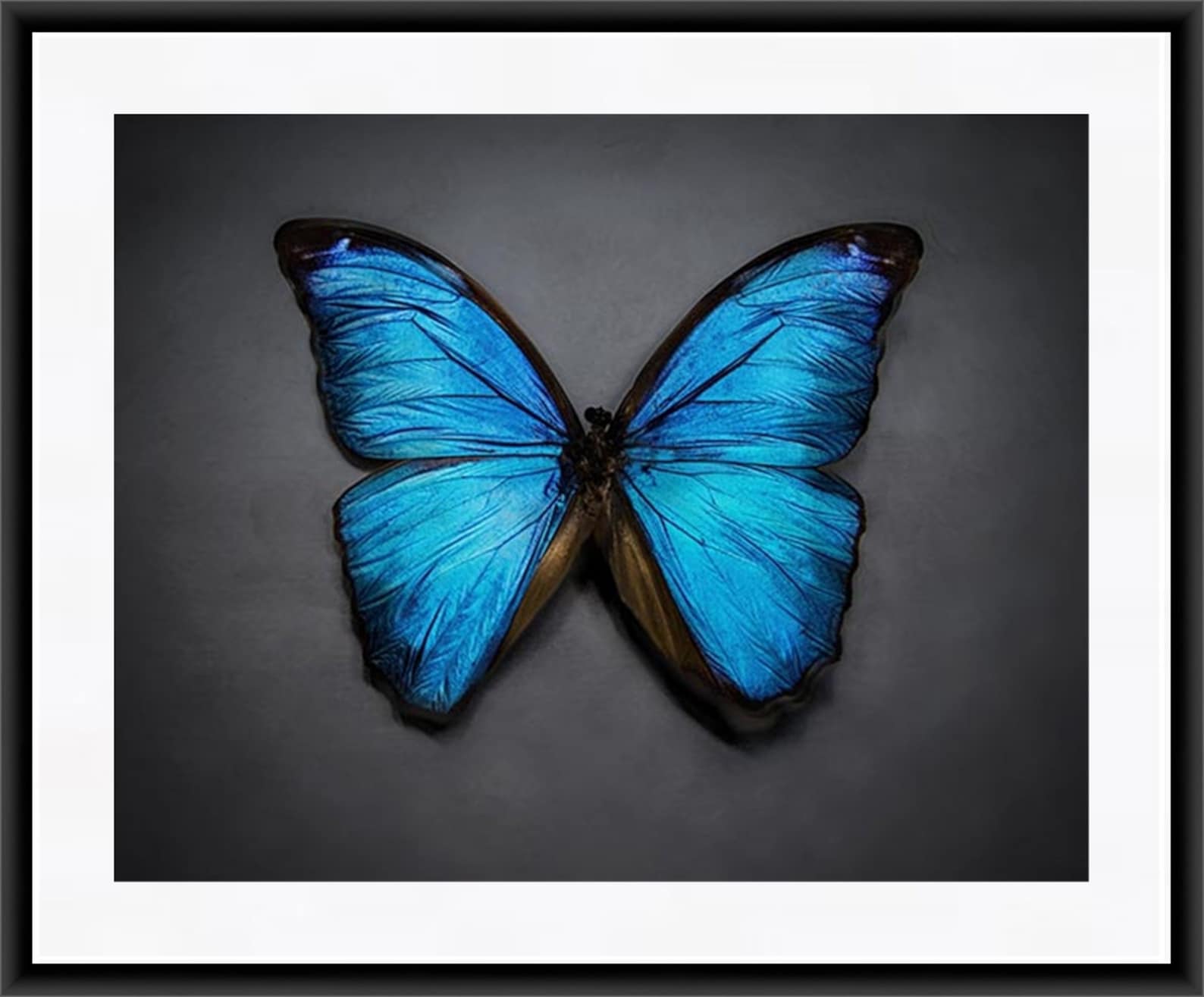 Butterfly Print Butterfly Art Blue Butterfly Wall Art | Etsy