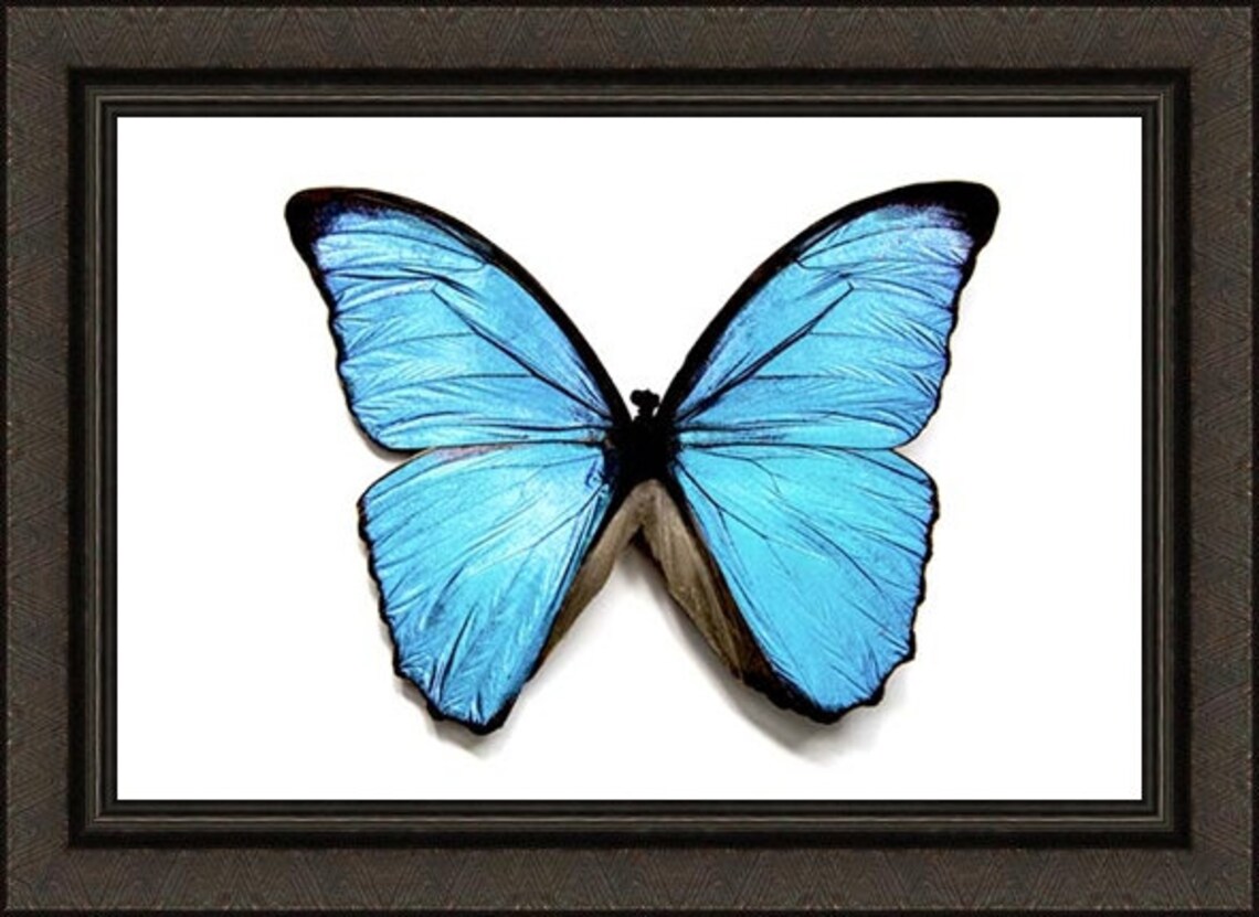 Butterfly Art Butterfly Print Blue Butterfly Wall Art Teal - Etsy