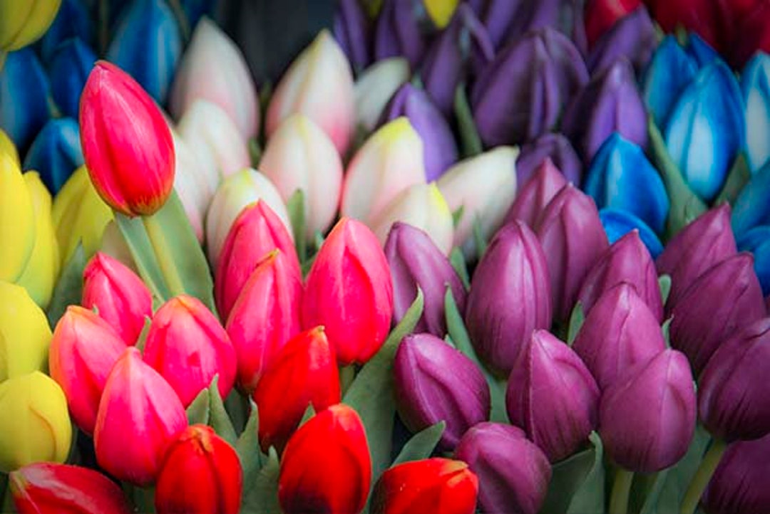 Tulip Wall Art, Flower Photography, Amsterdam Print, Nature Photography ...