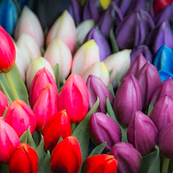 Tulip Wall Art - Etsy