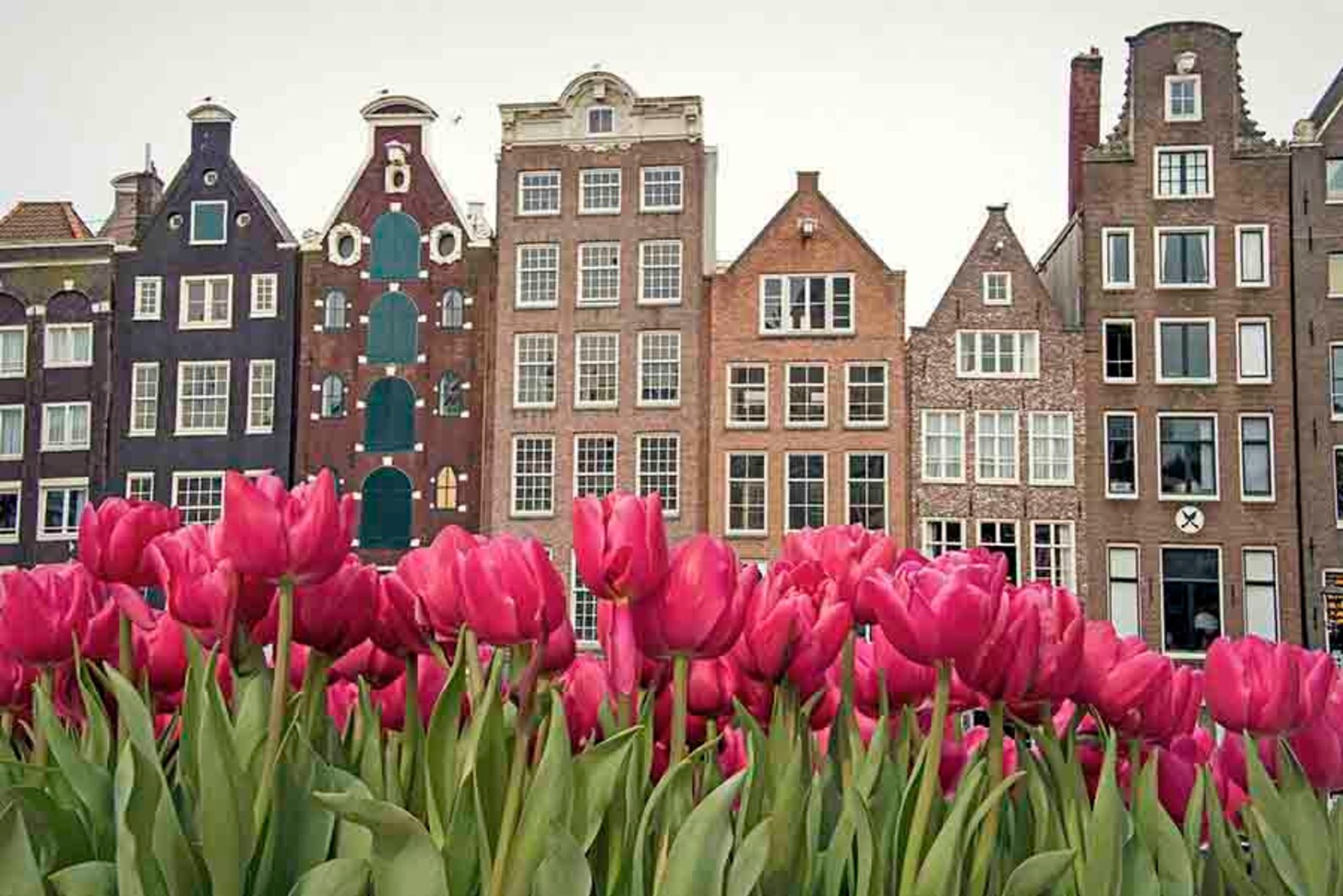 Amsterdam Print Amsterdam Wall Art Amsterdam Tulip Print | Etsy