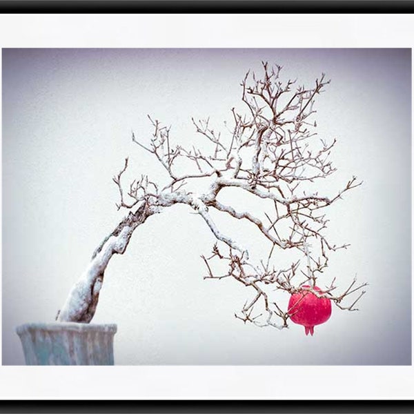 Bare Tree Photograph - Etsy