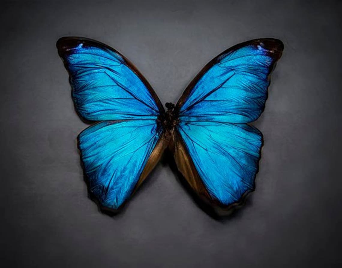 Butterfly Print Butterfly Art Blue Butterfly Wall Art - Etsy