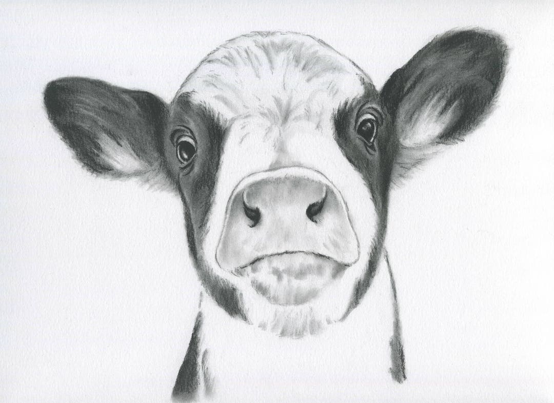 Cow Portrait, Farmhouse Decor, ORIGINAL Cow Art, Charcoal Drawing ...