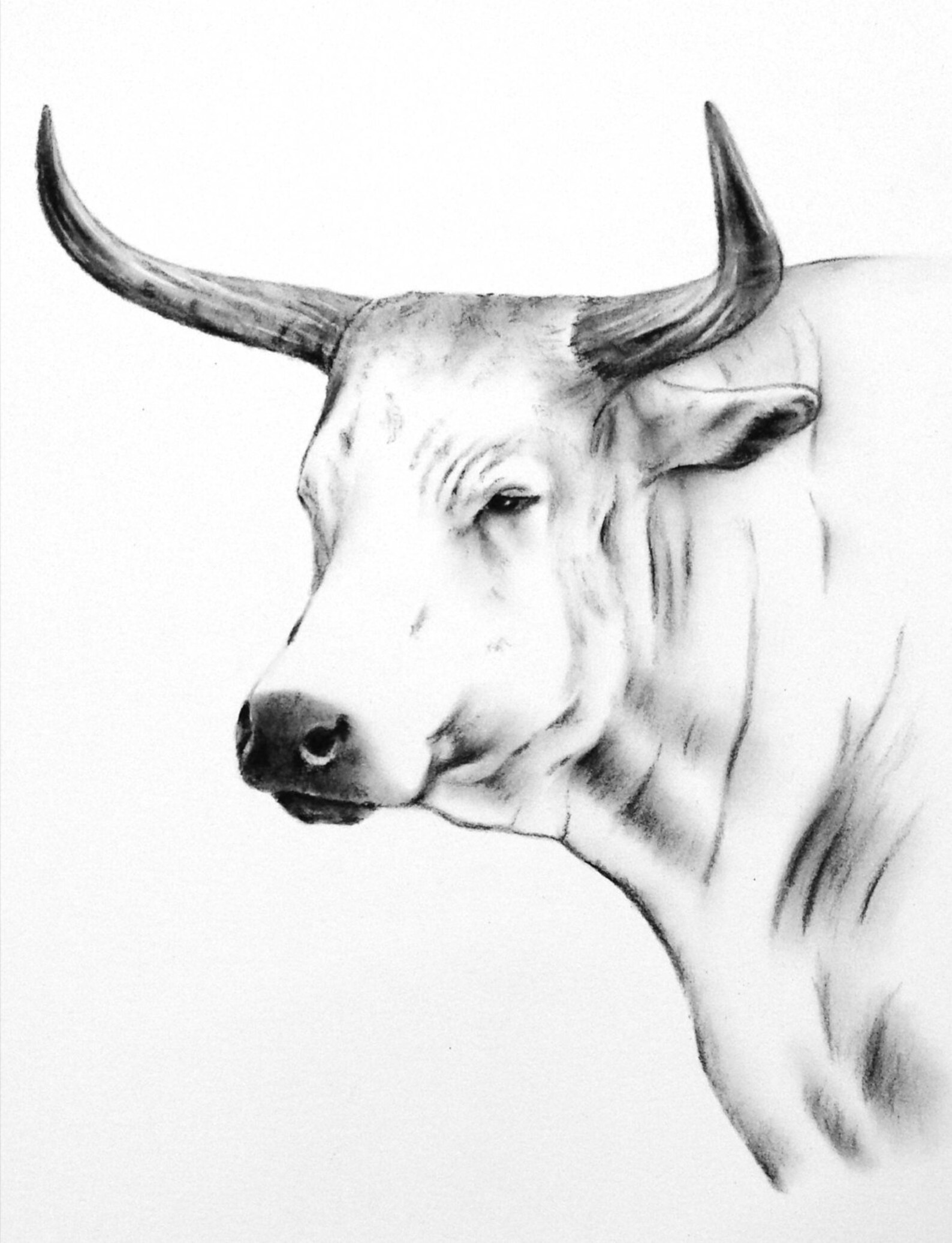 Nguni Cow Art Original Charcoal Drawing 810 Cow - Etsy