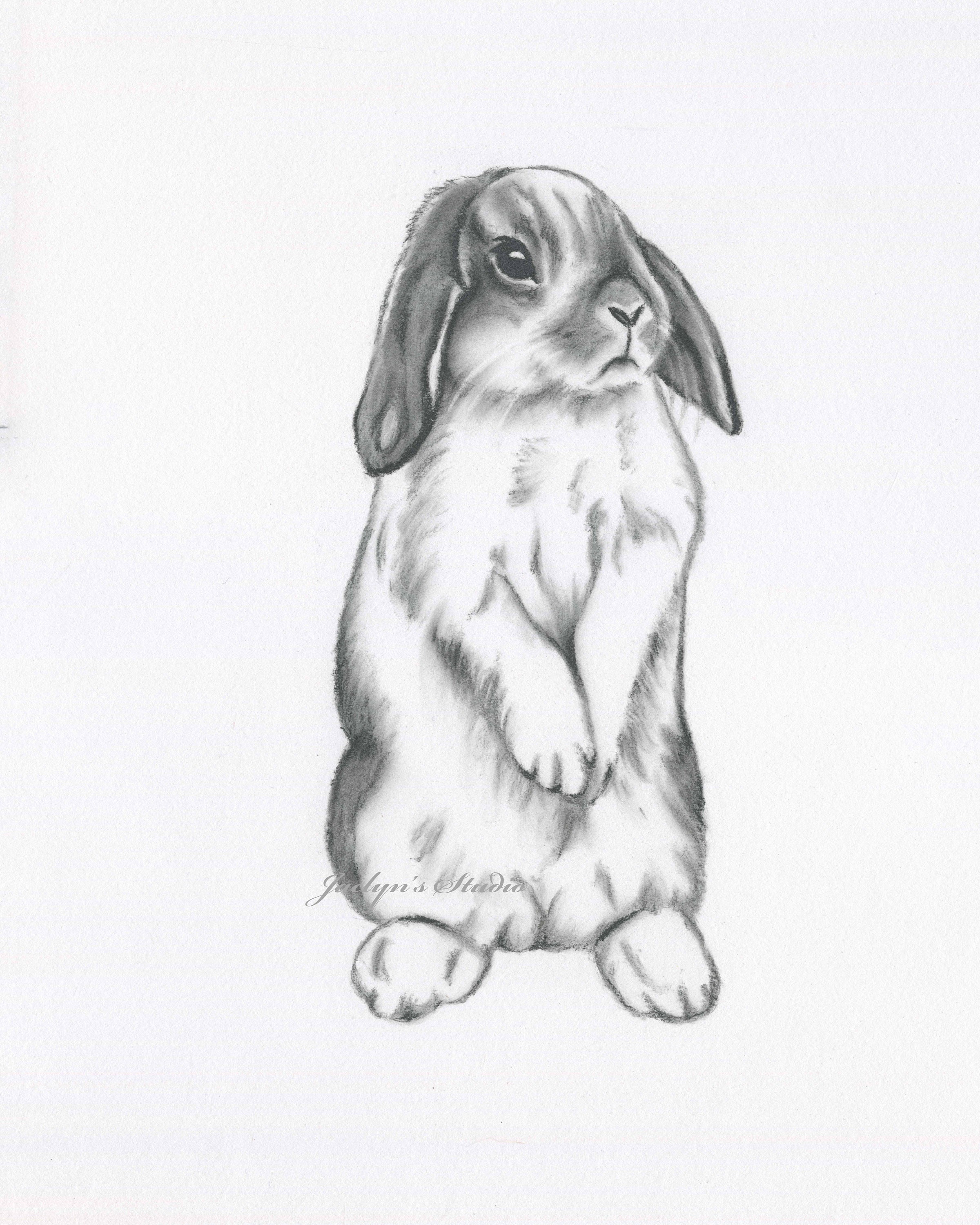 Lop Bunny Drawing