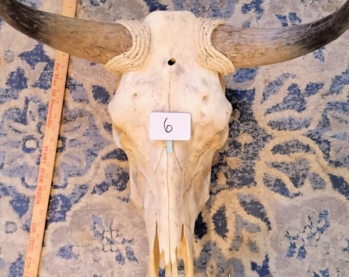 Real Cow Skull With Longhorns/ Real Longhorn Cow Head Skull / Real Bull ...