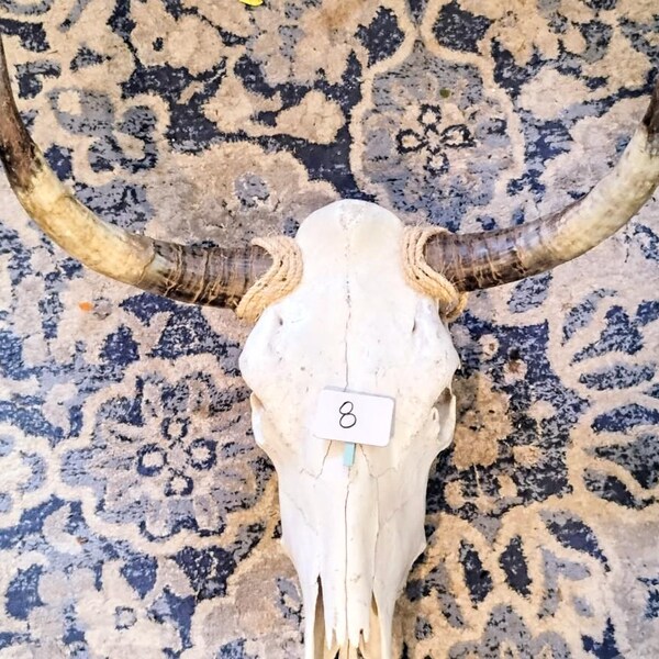 Real Longhorn Skull - Etsy