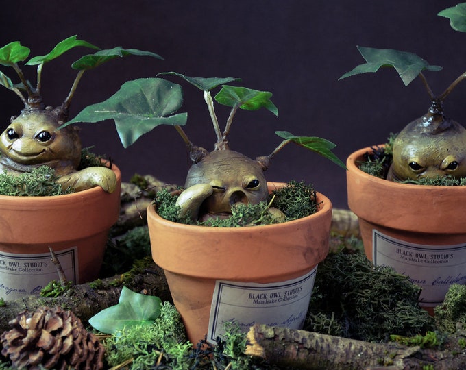 Mandrake With Pot - Hand Painted - Etsy