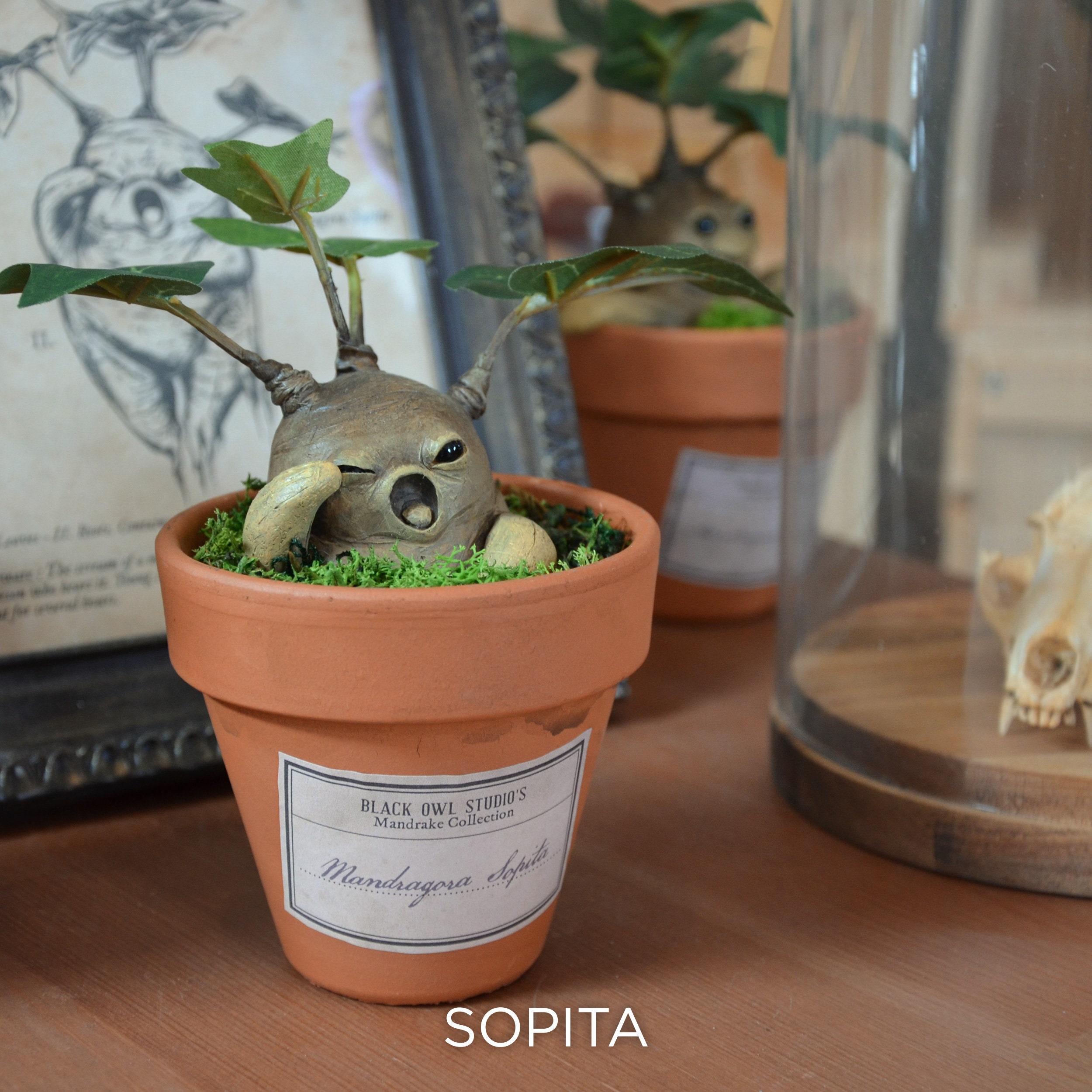 Mandrake With Pot - Hand Painted - Etsy