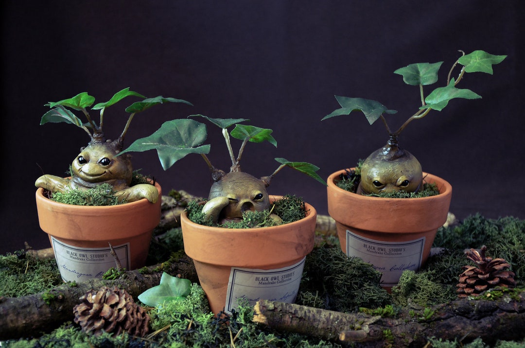 Mandrake With Pot - Hand Painted - Etsy