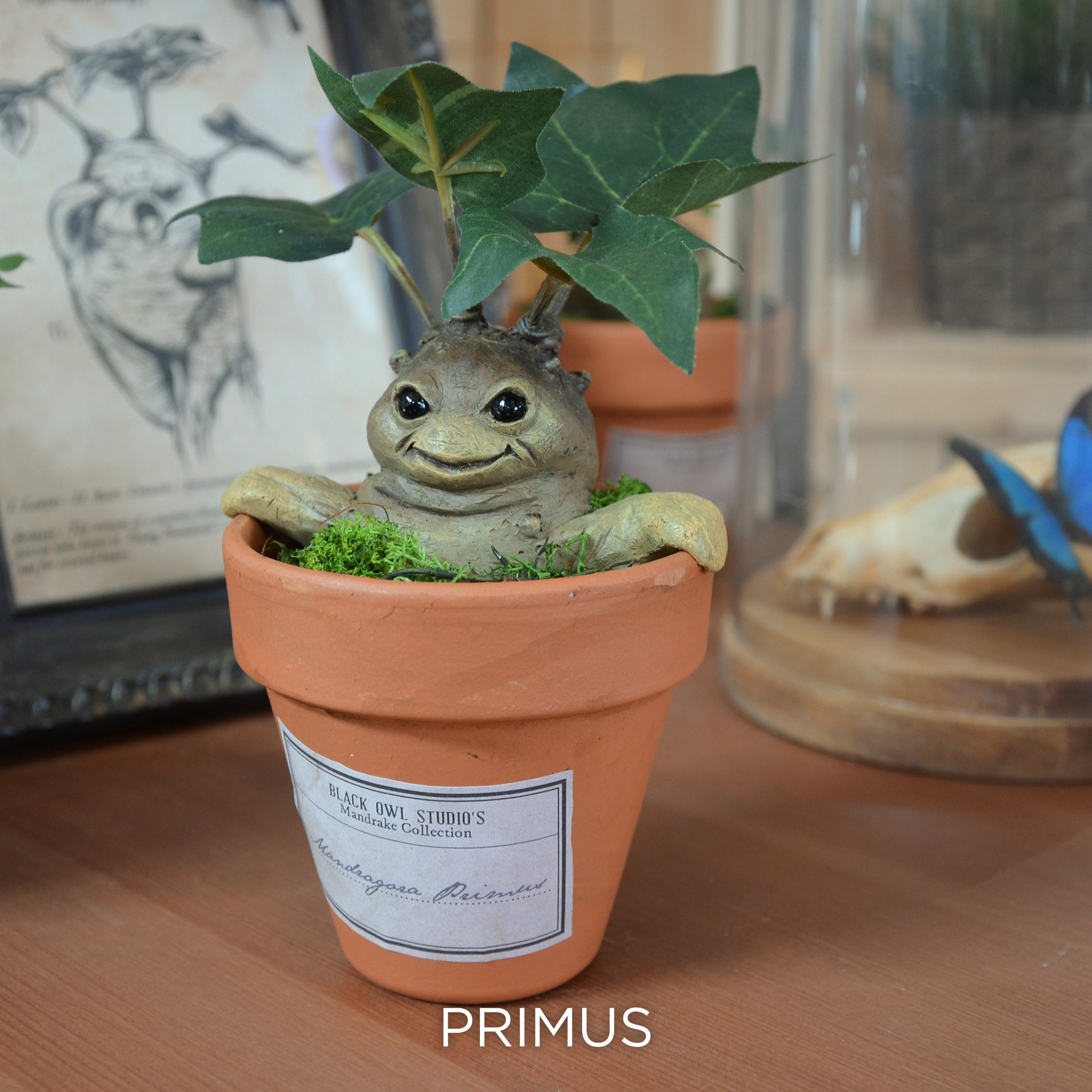 Mandrake With Pot - Hand Painted - Etsy