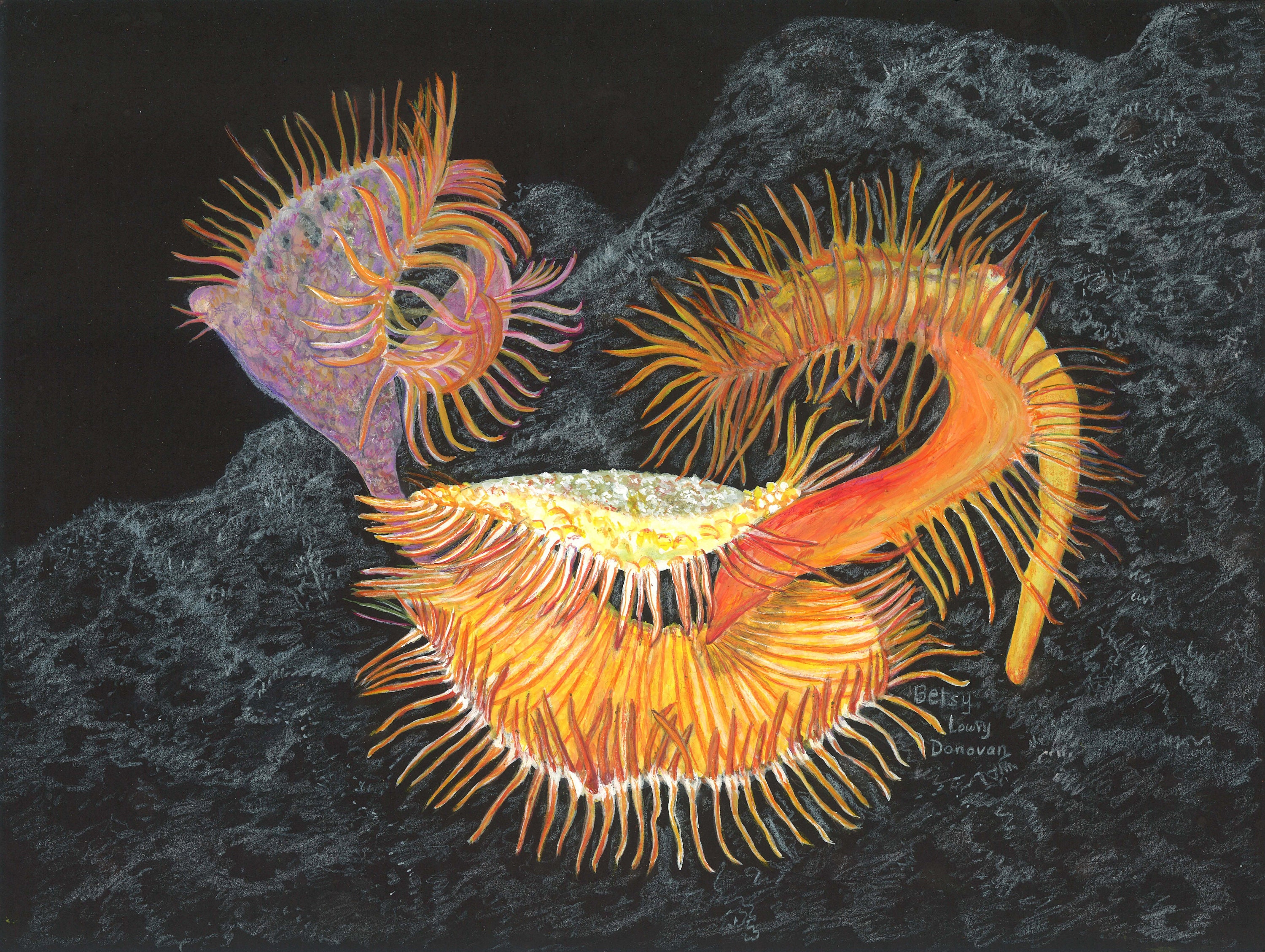 Sea Anemone Painting