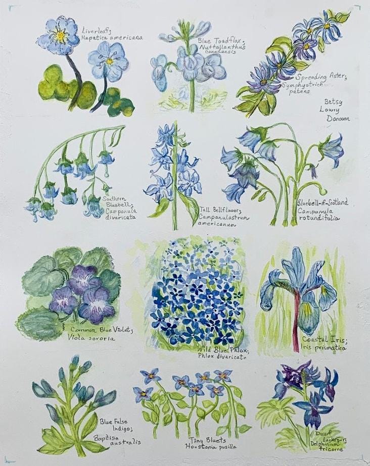 Twelve Native Blue Flowers in NC - Etsy