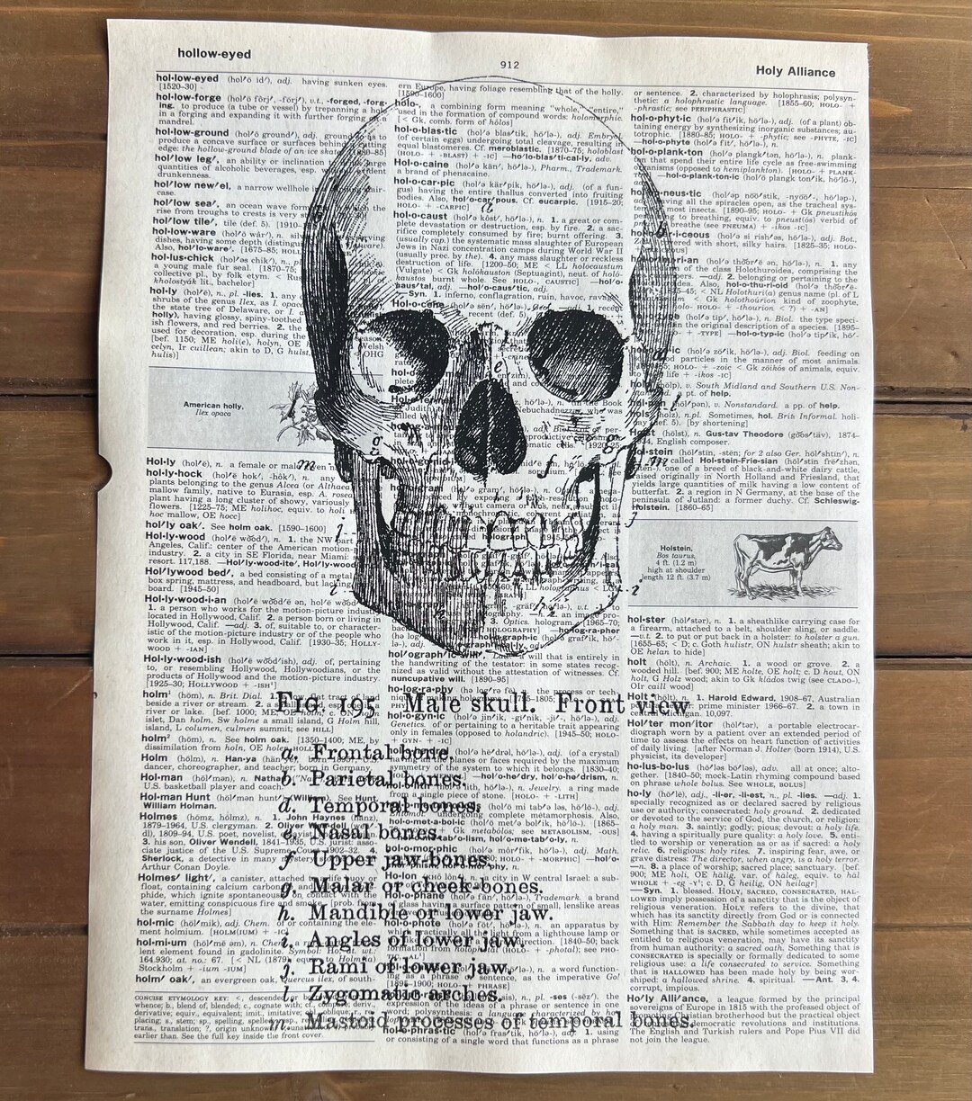 Anatomical Skull, Black and White- Vintage Dictionary Print- Print on ...
