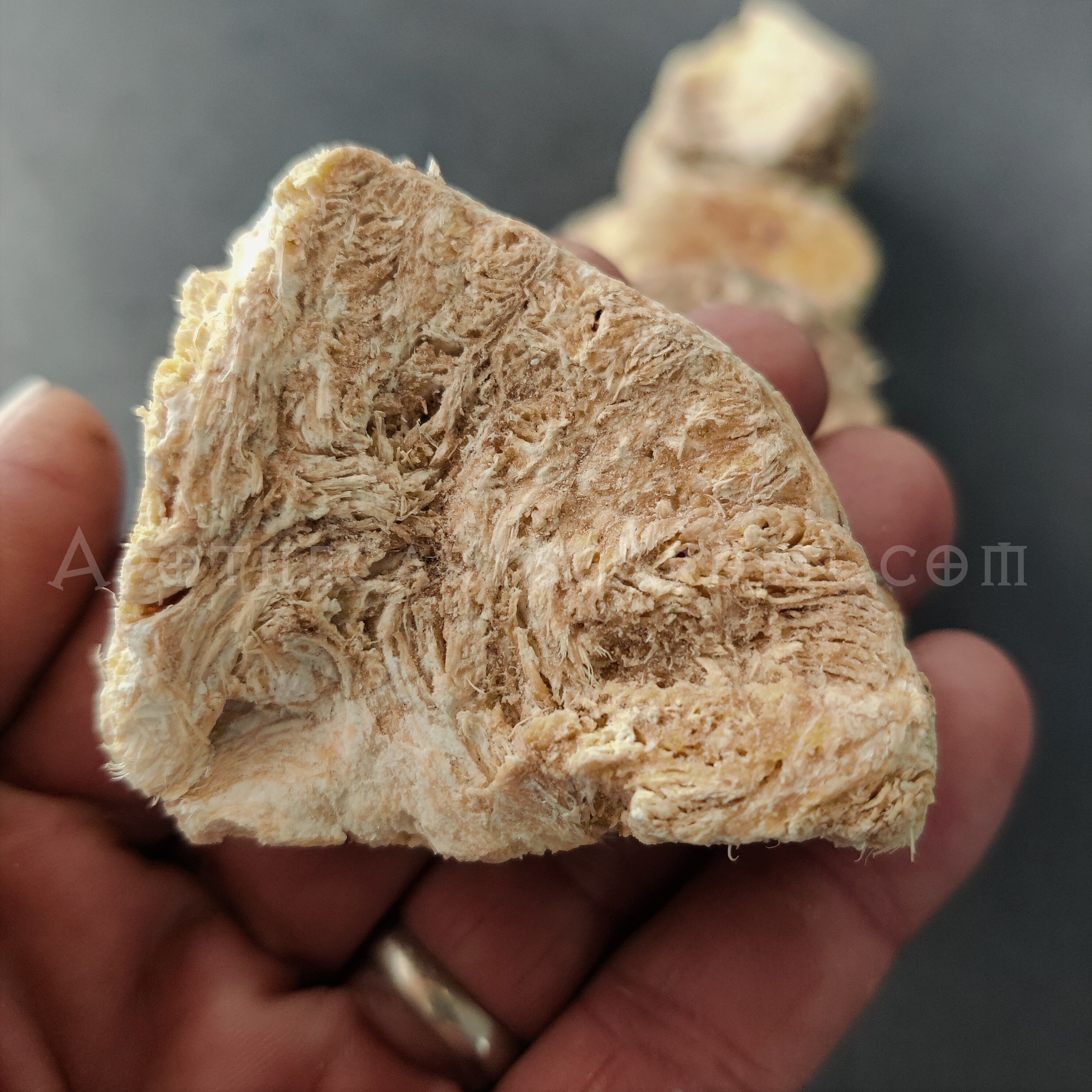 Musk Root-ferula Moschata/ferula Sumbul-afghanistan-for - Etsy Canada