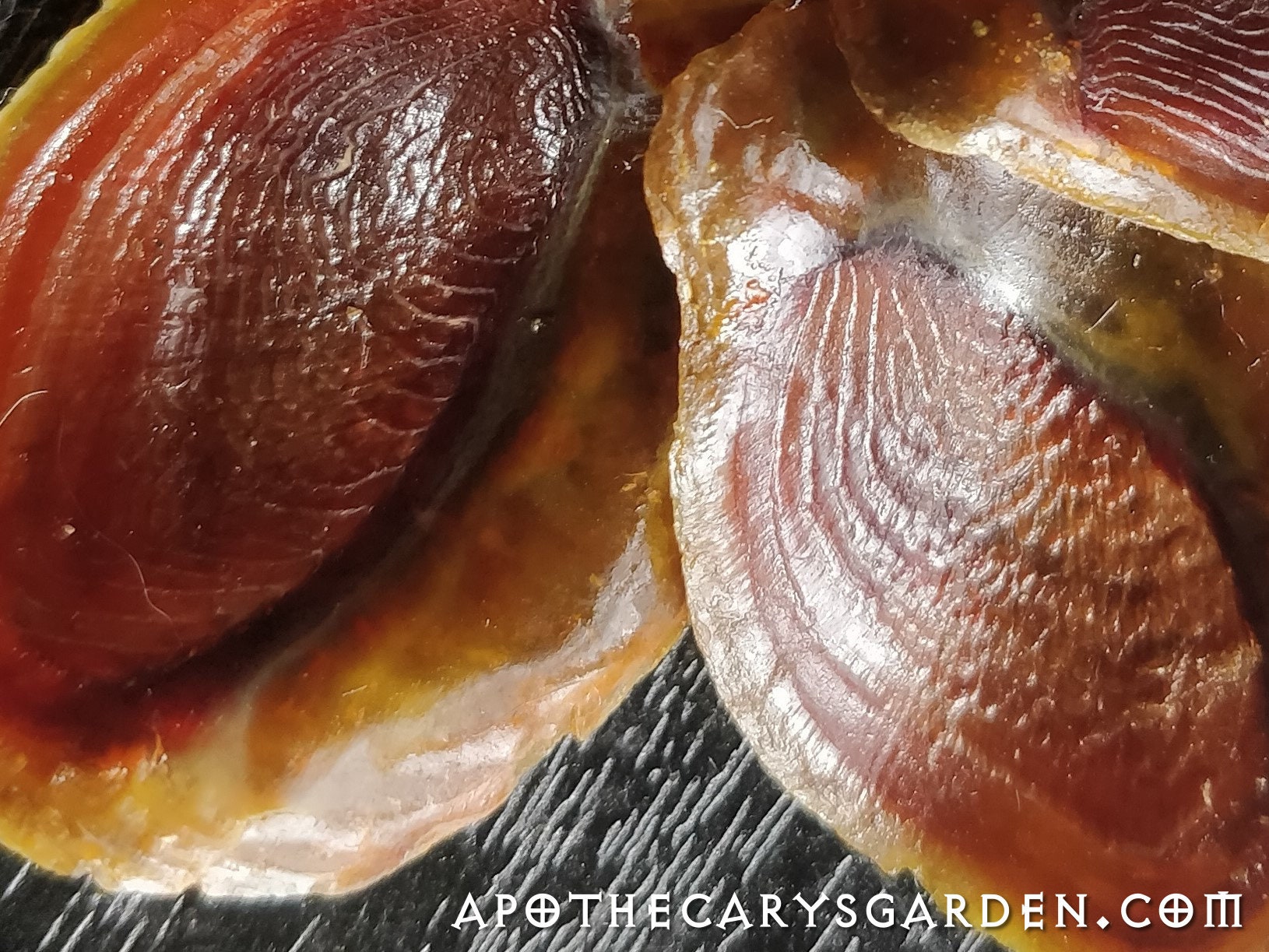 Onycha-operculum-a Traditional and Biblical Incense - Etsy Australia