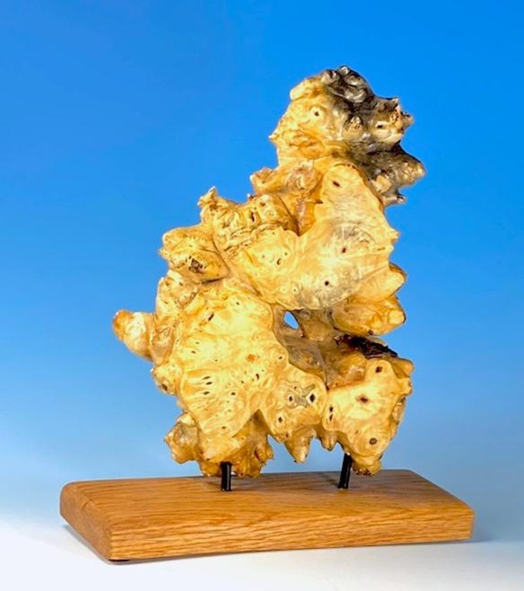 Mounted Buckeye Burl Display Piece - Etsy
