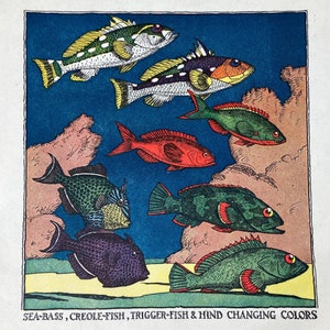 Antique Lithograph Fish Prints 1900s Colored Lithograph Ocean Fish ...