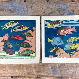 Antique Lithograph Fish Prints 1900s Colored Lithograph Ocean Fish ...