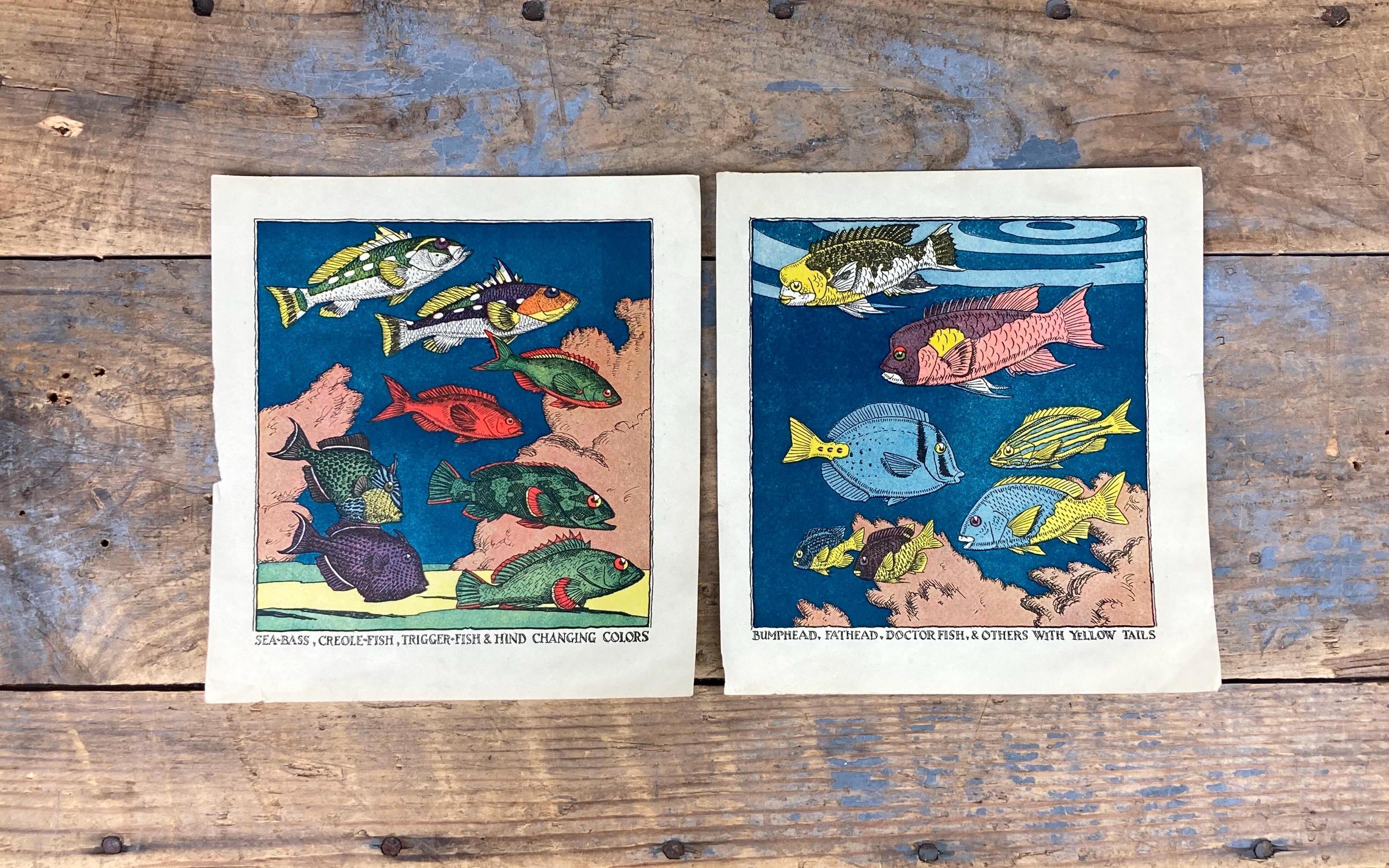 Antique Fish Lithograph Prints, Colorful Ocean Sea Life, Set of Two - Etsy