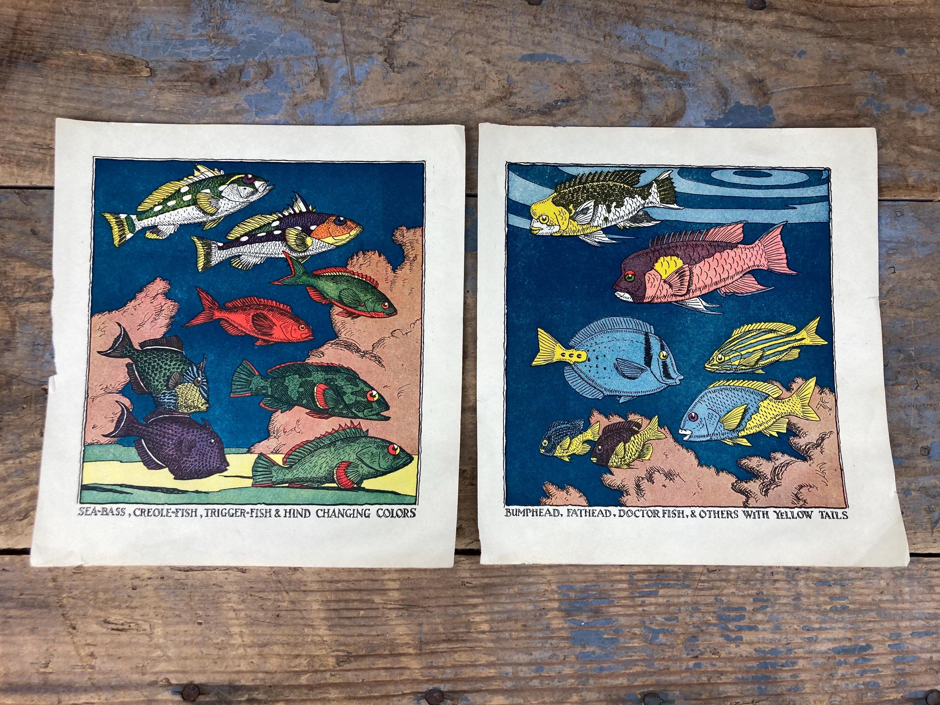 Antique Fish Lithograph Prints, Colorful Ocean Sea Life, Set of Two - Etsy