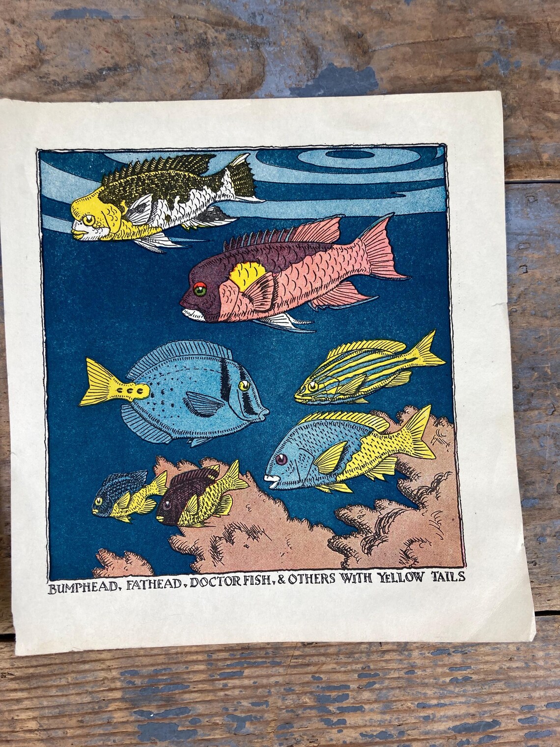 Antique Fish Lithograph Prints, Colorful Ocean Sea Life, Set of Two - Etsy