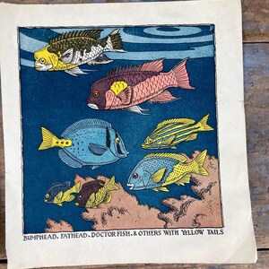 Antique Lithograph Fish Prints 1900s Colored Lithograph Ocean Fish ...