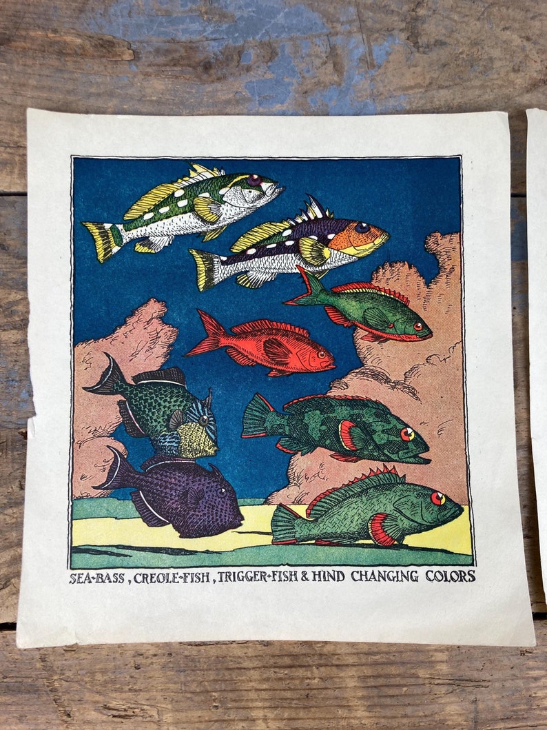 Antique Fish Lithograph Prints, Colorful Ocean Sea Life, Set of Two - Etsy