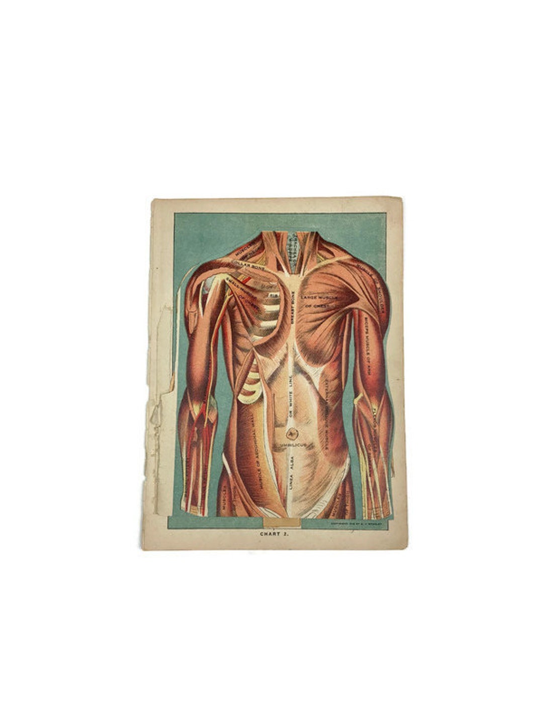 Antique EJ Stanley Anatomy Chart 2 Female Human Body - Etsy