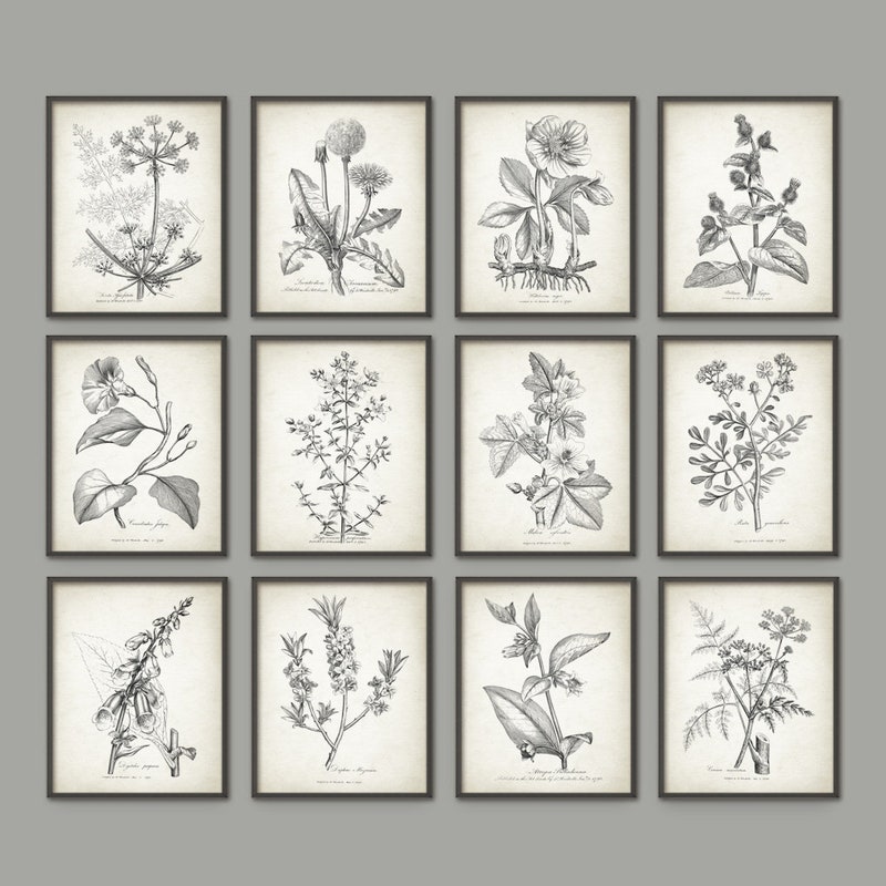 Botanical Book Plate - Etsy