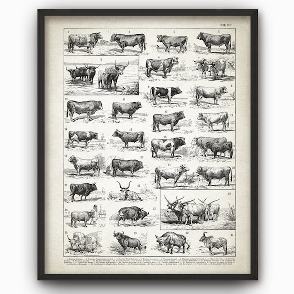 Antique Poster - Etsy