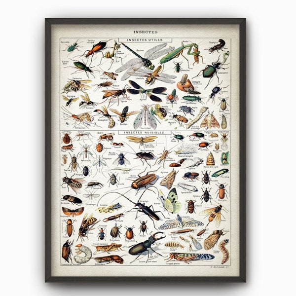 Vintage Entomology Print - Etsy